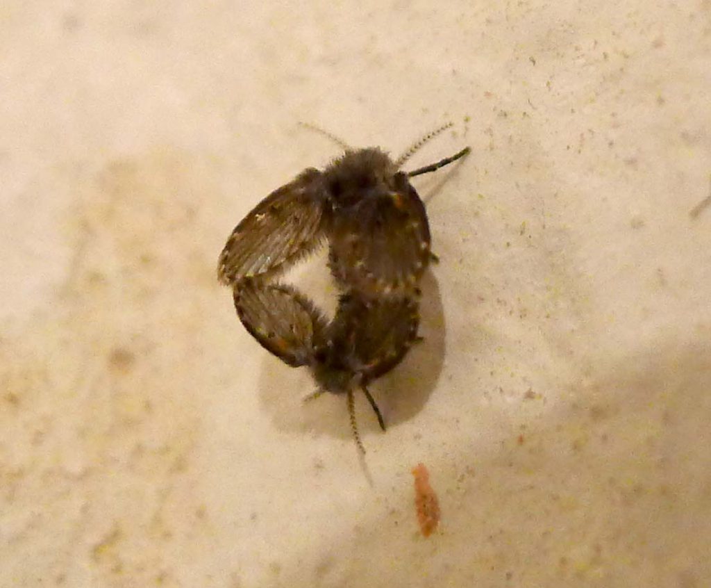 Drain Fly Info, How To Get Rid of Drain Flies