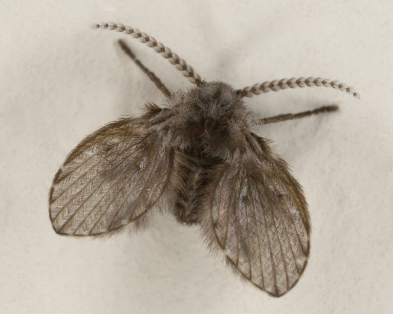 What is the Difference Between a Fruit Fly and a Drain Fly? - Drain Flies