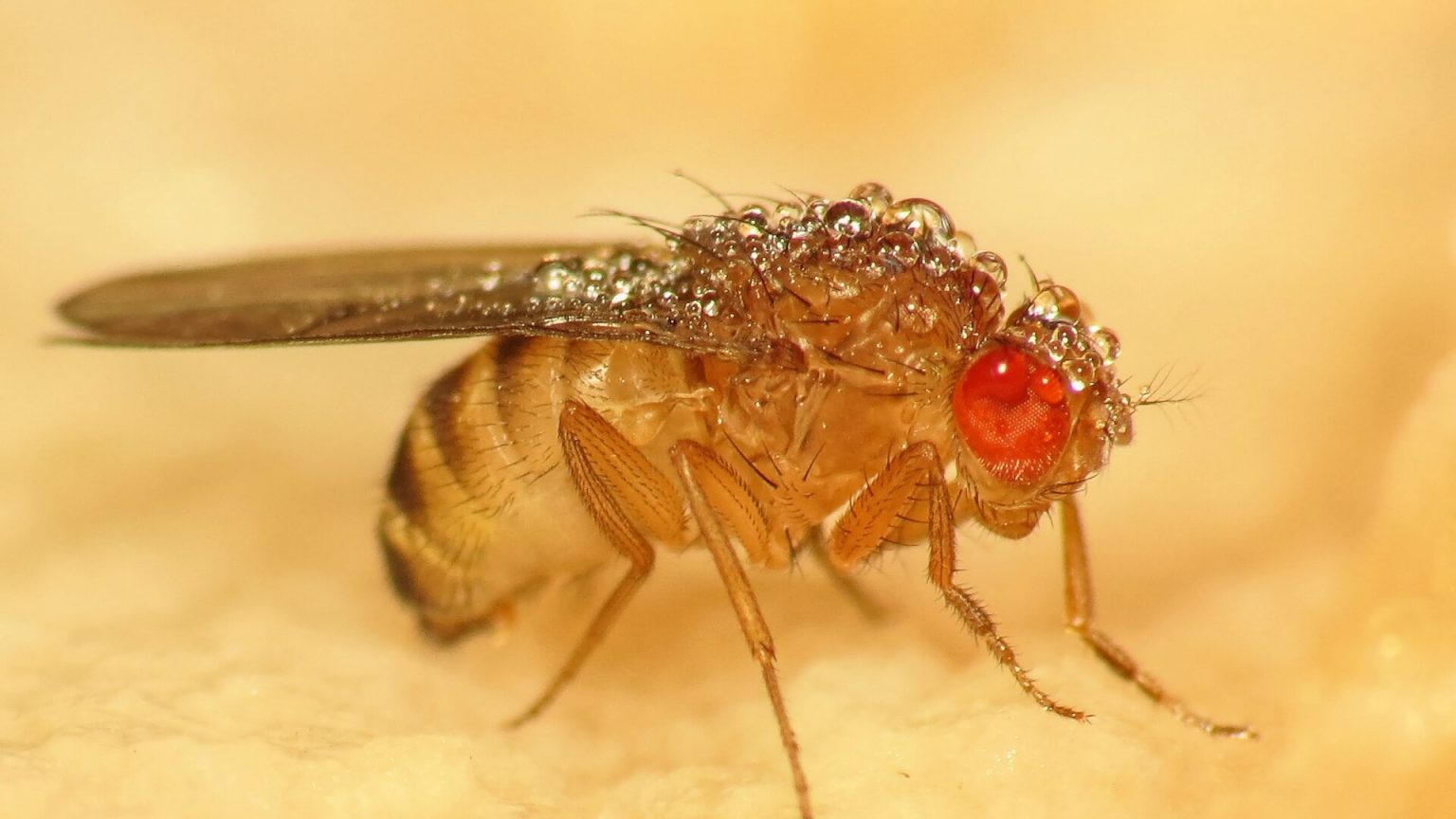 How Long do Fruit Flies Live? - Drain Flies