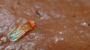 How Long do Fruit Flies Live? - Drain Flies