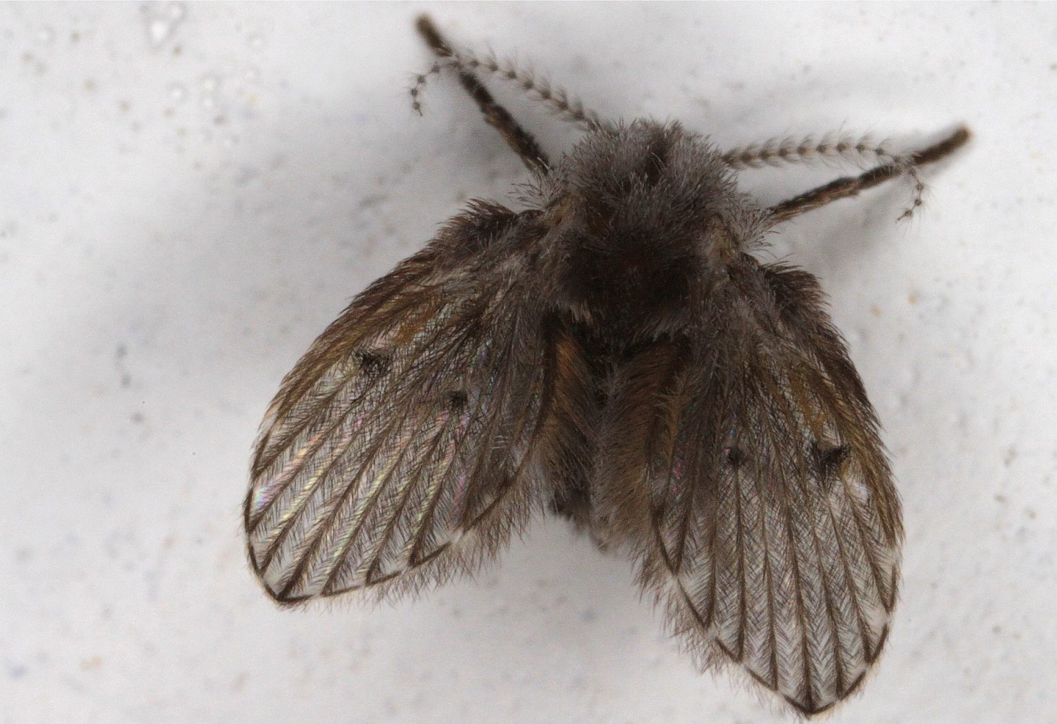 Drain Fly Info, How To Get Rid of Drain Flies